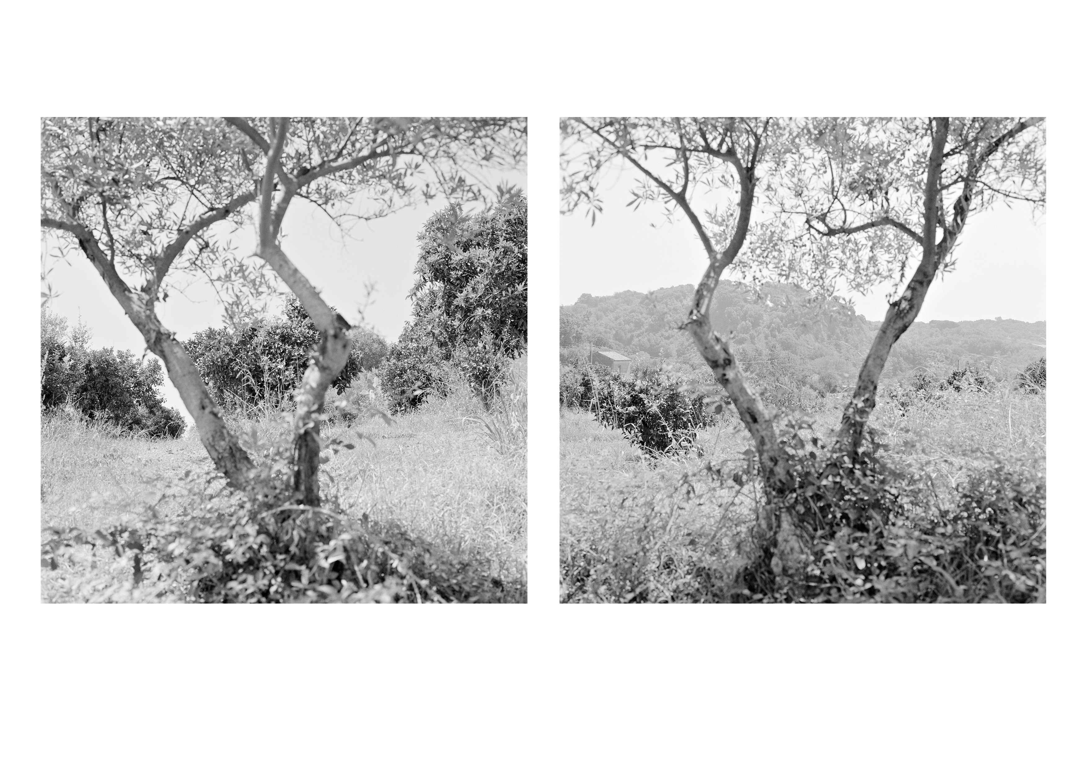 massao_mascaro | L'L